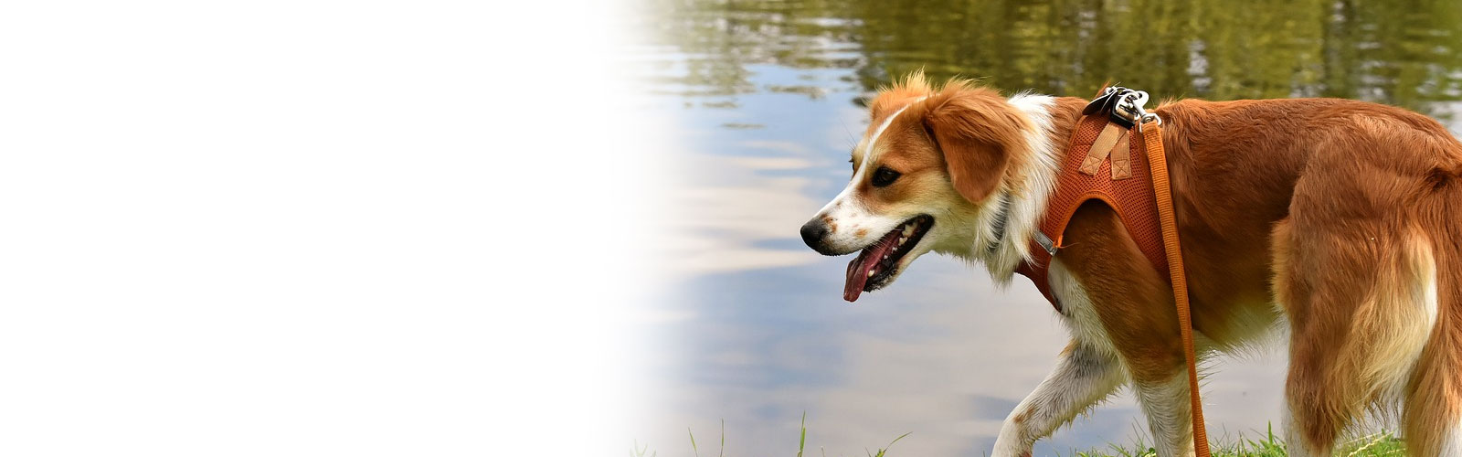 Service Dog Training Sydney I Assistance Dog Training