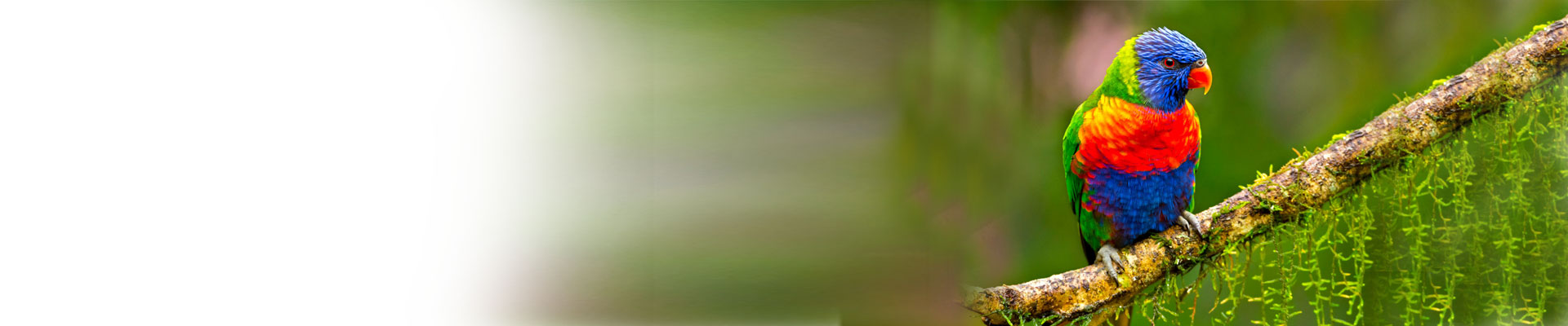 Parrot Boarding Packages NSW | Sydney Dog Training