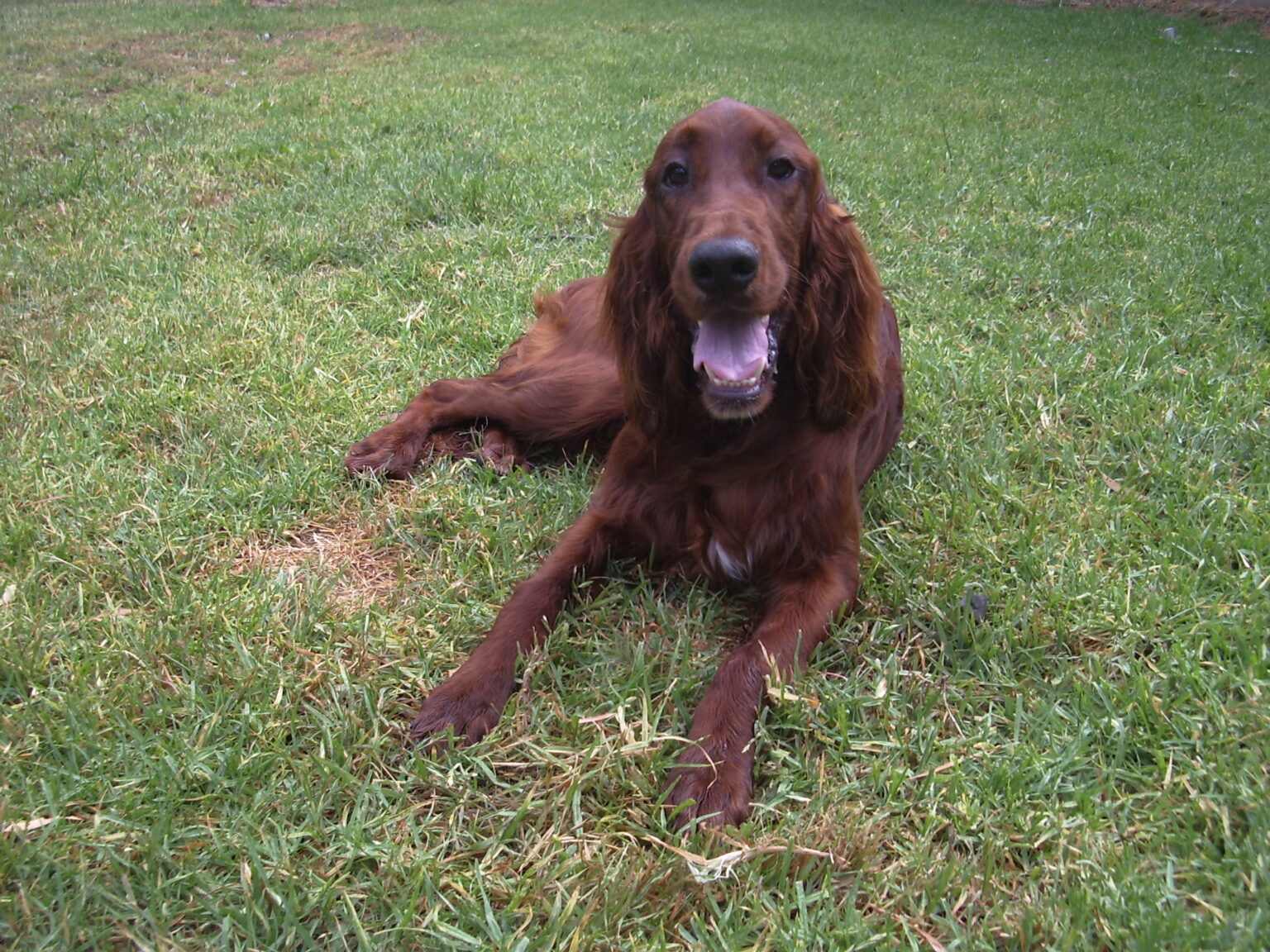 Dog Obedience Training - Sydney Dog Training Centre