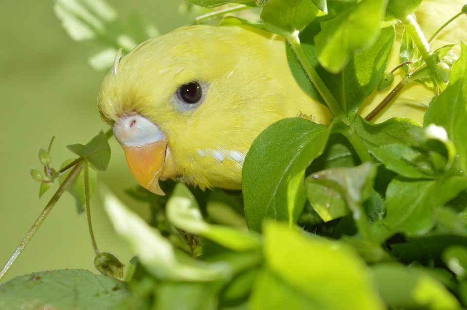 Parrot Boarding Packages Sydney | Safe & Caring Bird Boarding