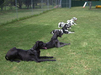 Dog Obedience Training - Sydney Dog Training Centre